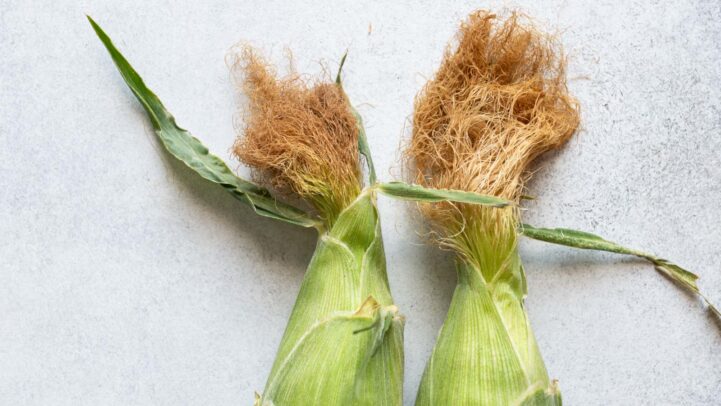 How to Pick Corn | Healthy Nibbles by Lisa Lin