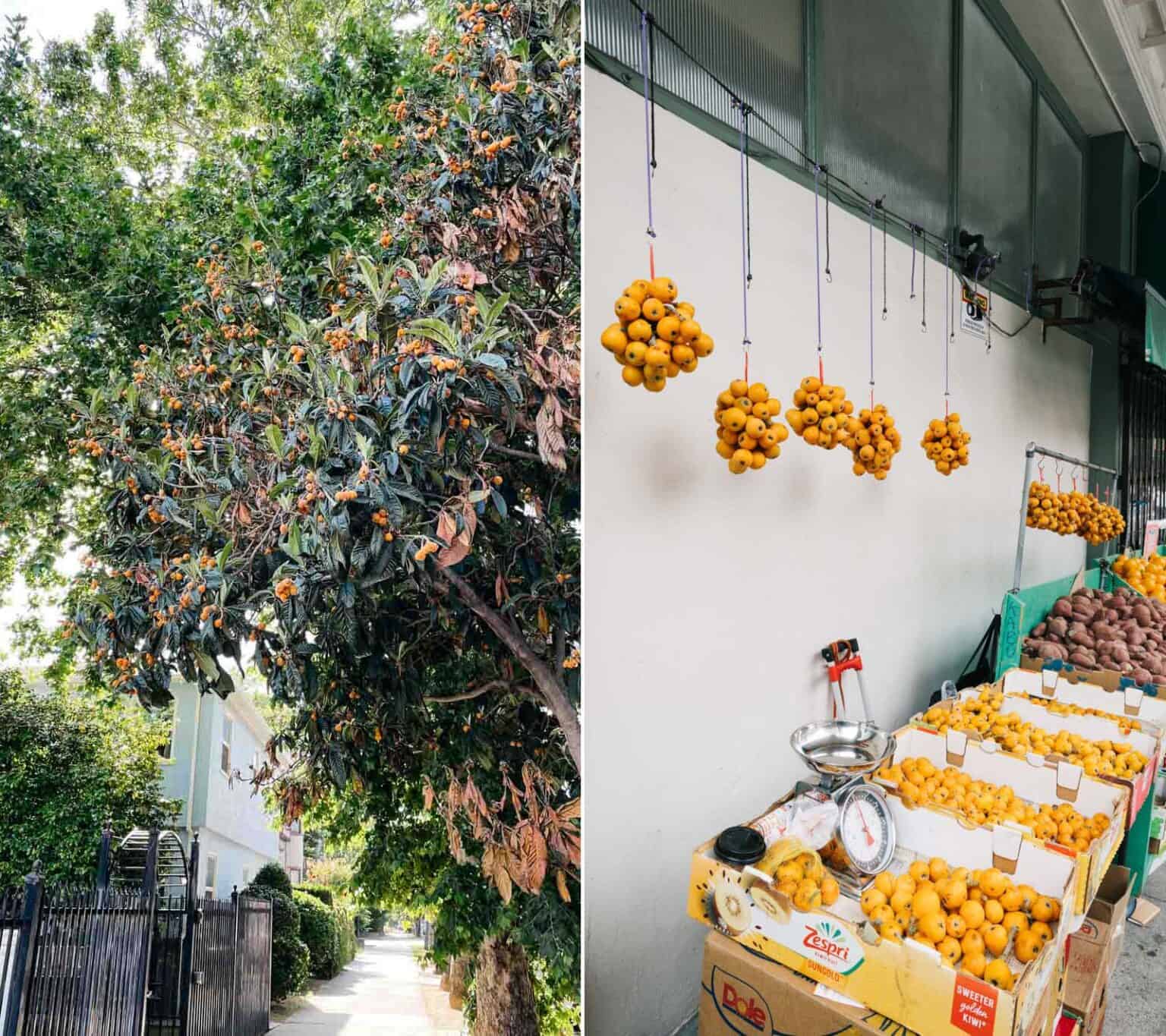 Loquat Fruit: Benefits & Tips on Picking Fruit